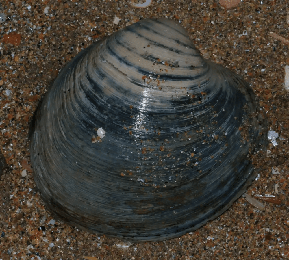 Living History: How Shellfish are Predicting the Future – Climate Change